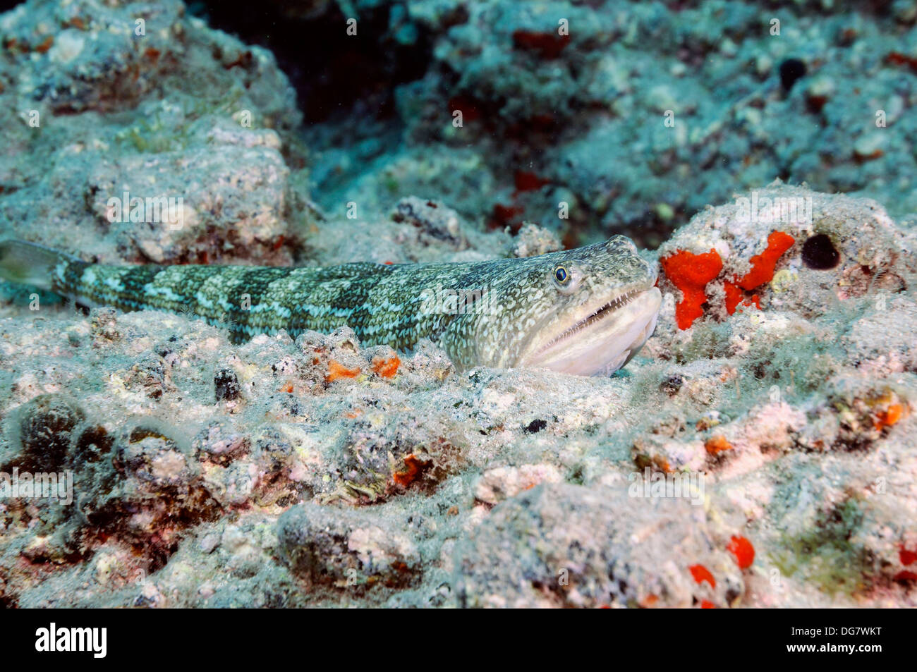 Atlantic lizardfish synodus saurus hi-res stock photography and images ...