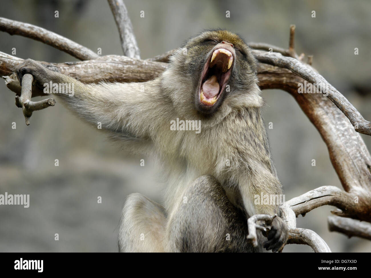 Barbary Macaque (Macaca sylvanus) having a yawn, Edinburgh Zoo ...