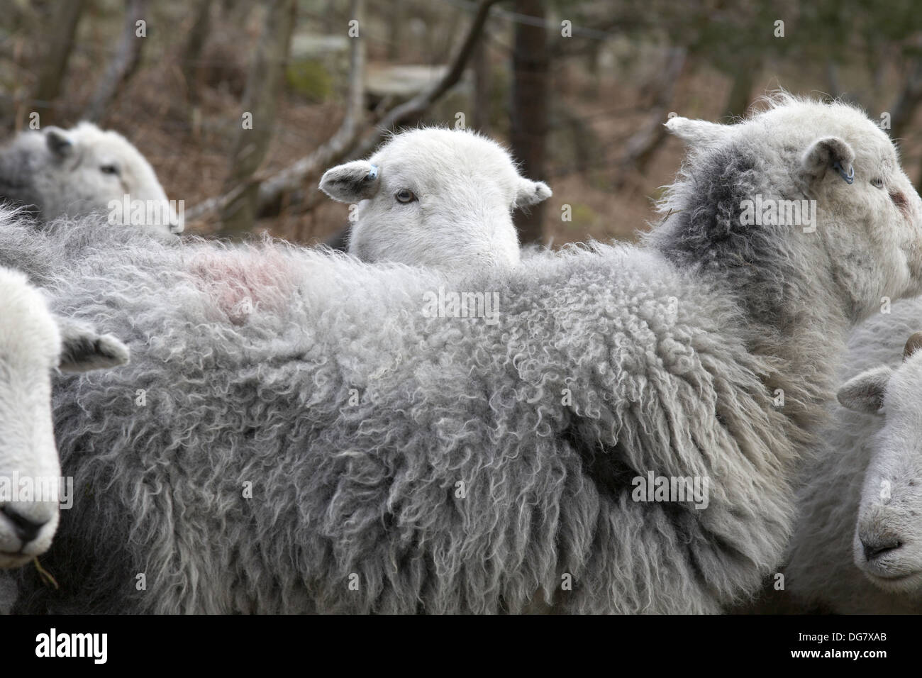 Woolly grey sheep hi-res stock photography and images - Alamy