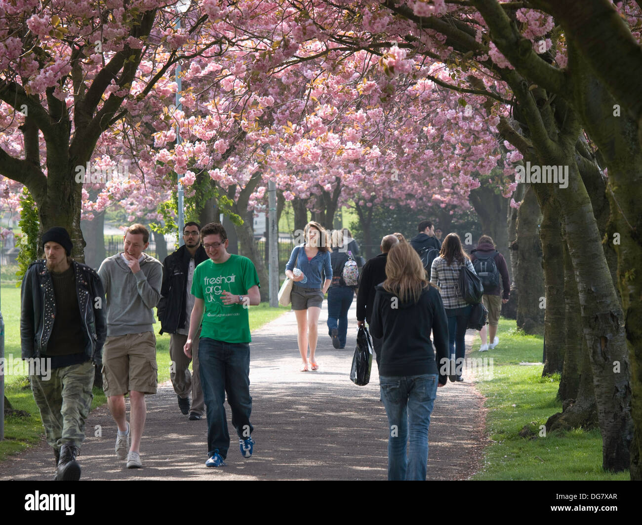 Cherry Blossom, The Meadows, Edinburgh Stock Photo - Alamy