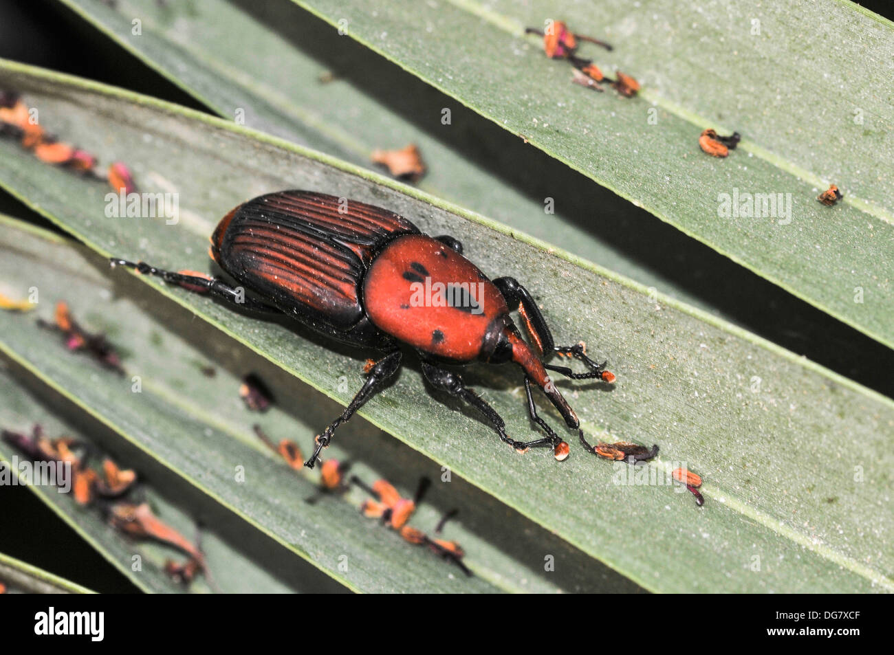 Adult red palm weevil (Rhynchophorus ferrugineus) a species of snout ...