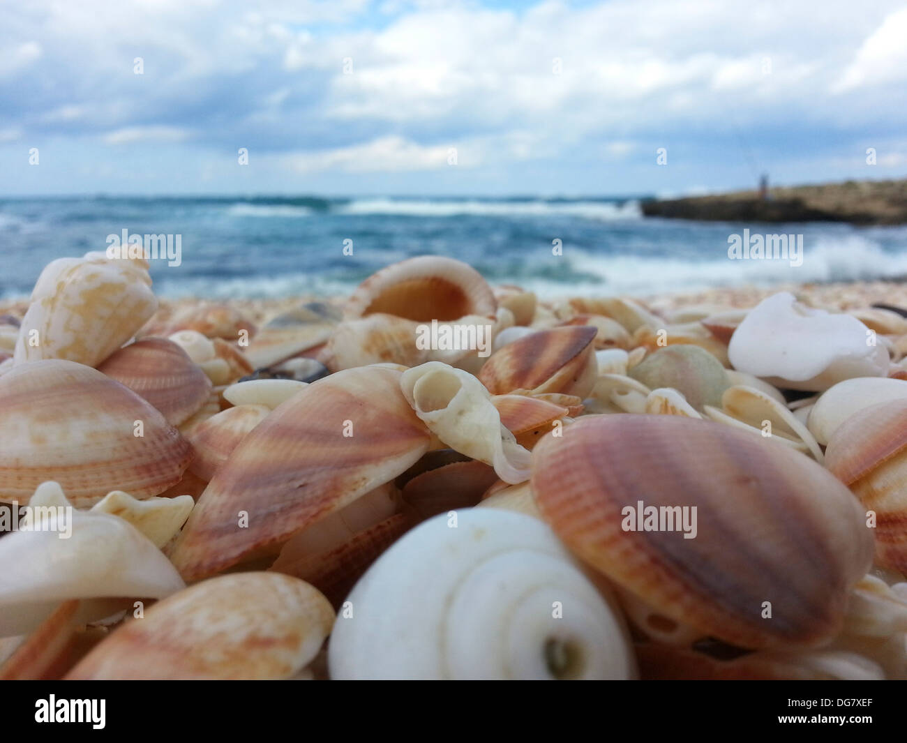 Seashells at sea side hi-res stock photography and images - Alamy