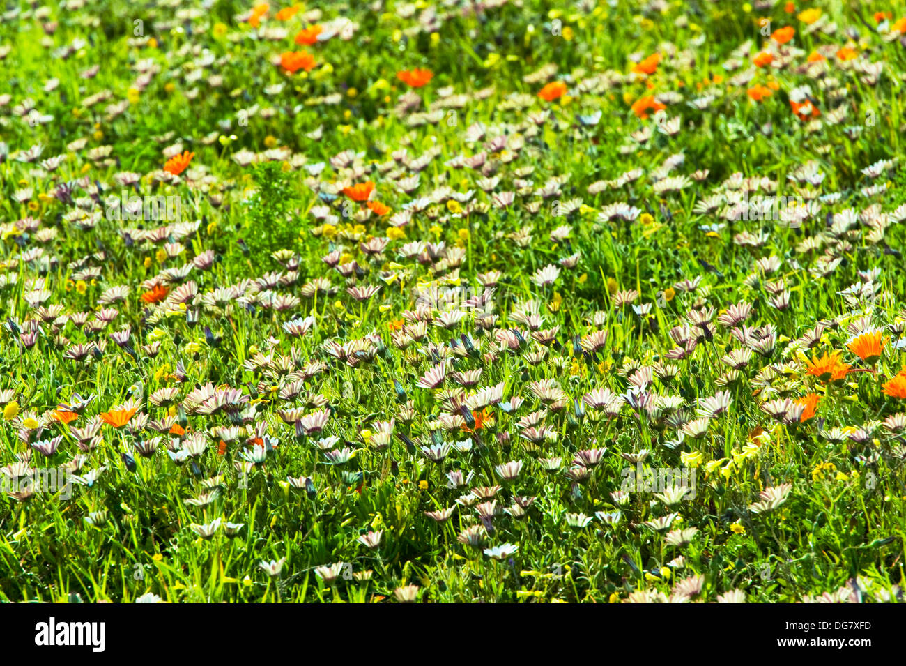 wild flowers open at the start of spring Stock Photo - Alamy