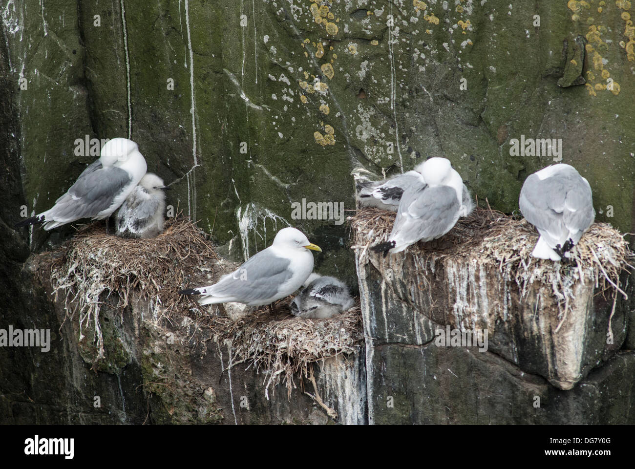 Kittiwake nests on cliffs hi-res stock photography and images - Alamy