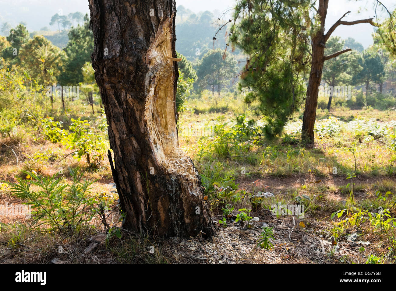 Damaged trees, Kalaw, Myanmar, Asia Stock Photo - Alamy