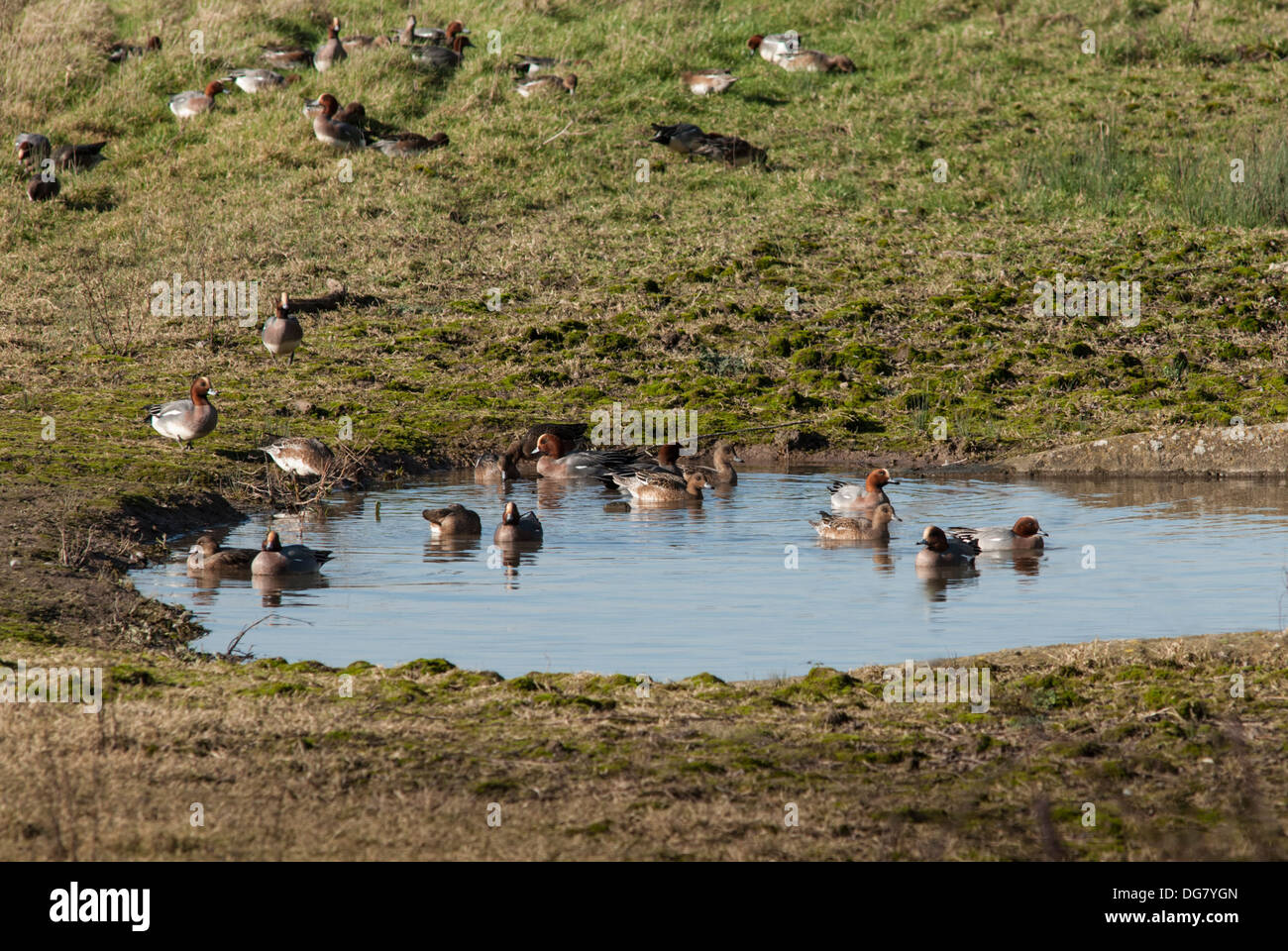 Flock resting in pool Stock Photo - Alamy