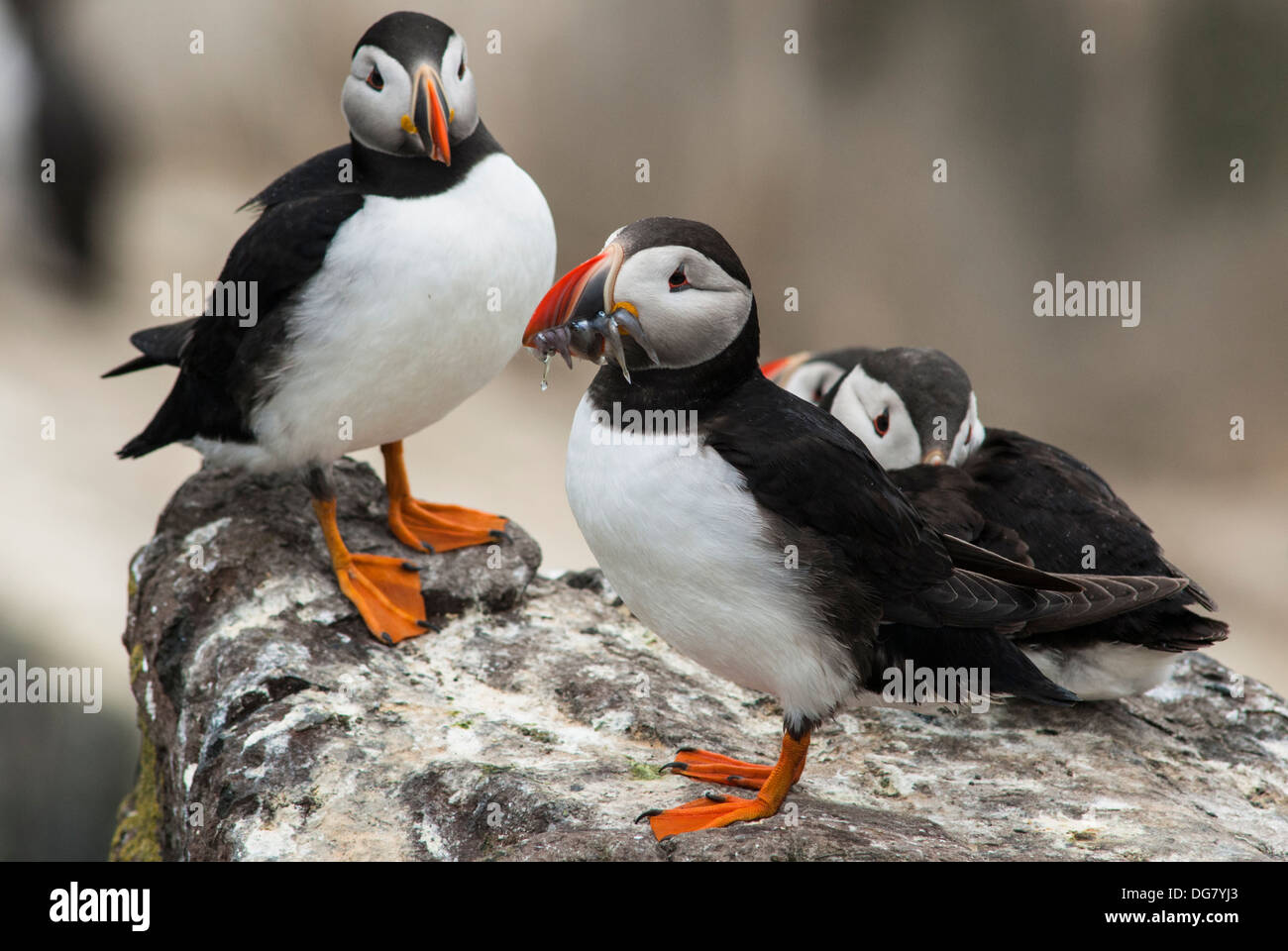Puffins on cliff Stock Photo - Alamy