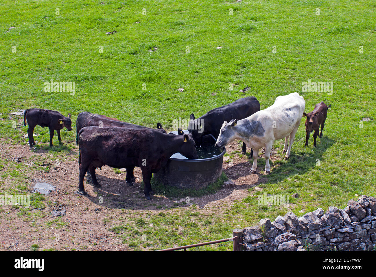 Cows drinking around water tank Stock Photo - Alamy