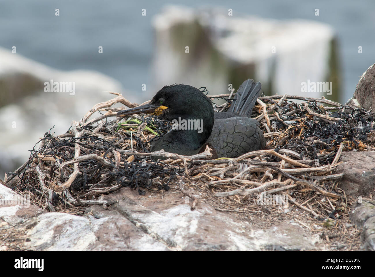 Shag on nest Stock Photo - Alamy