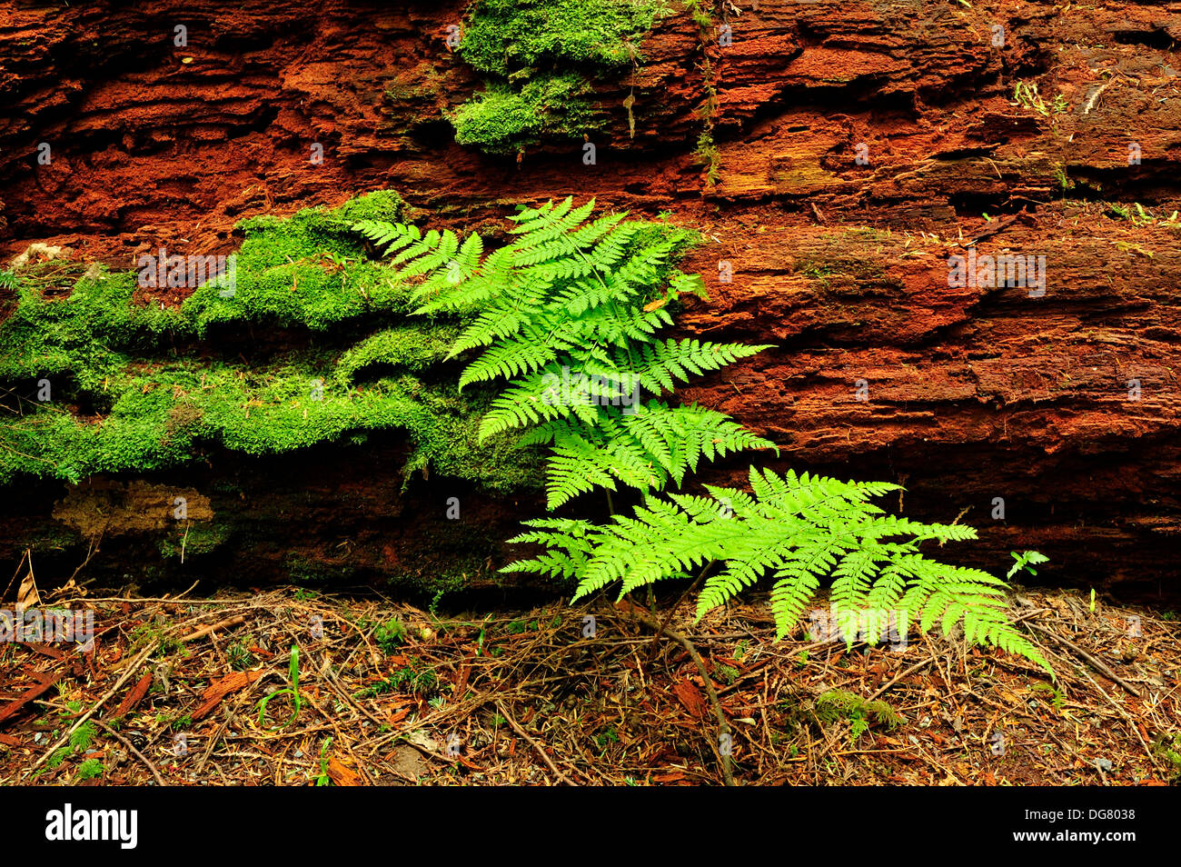 Lady fern british columbia hi-res stock photography and images - Alamy