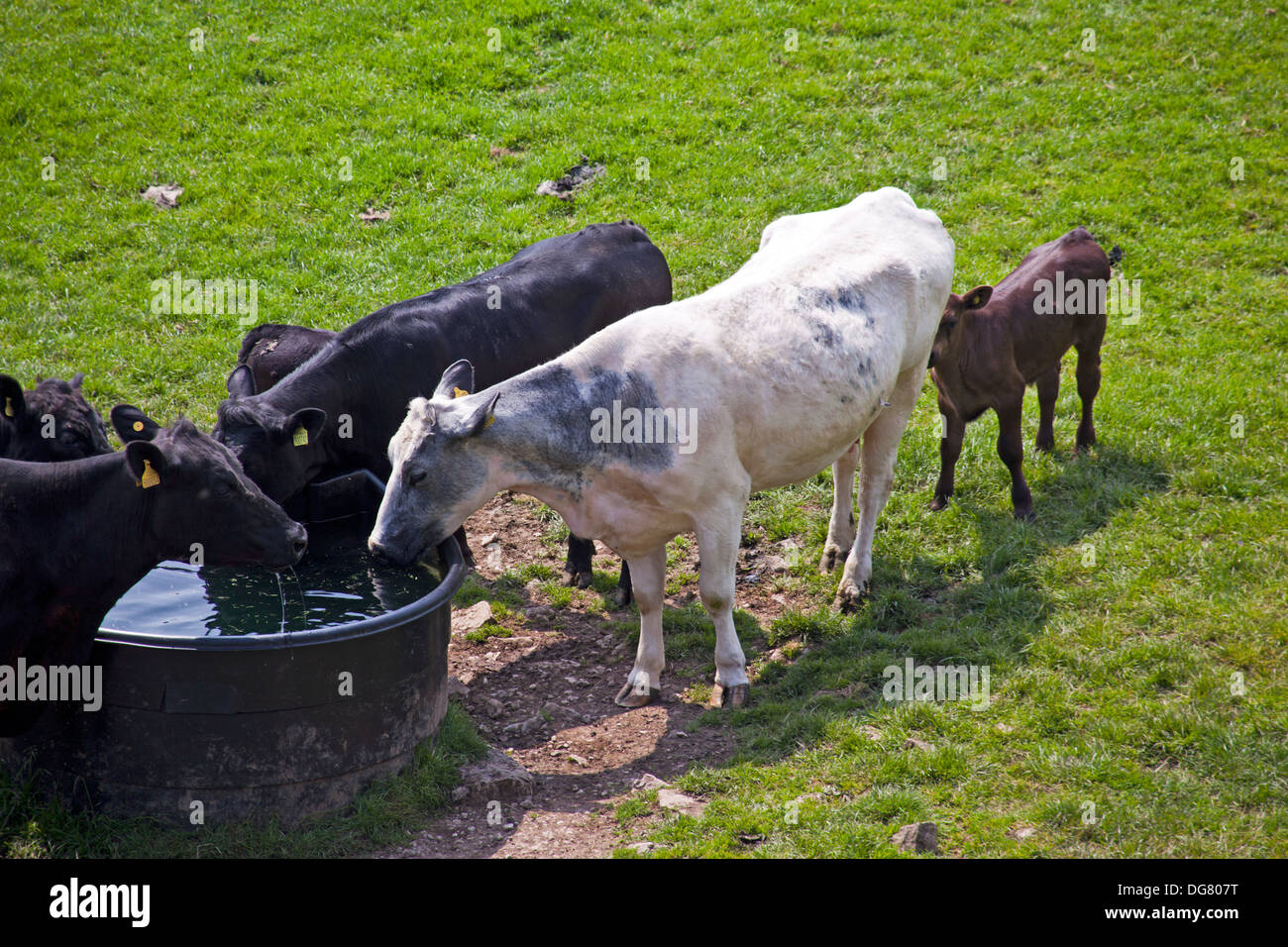 Cows drinking around water tank hi-res stock photography and images - Alamy