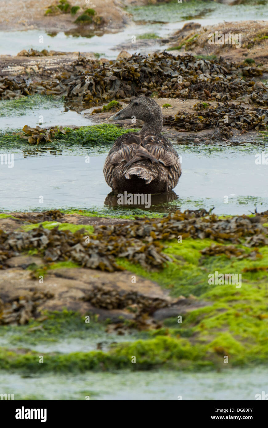 Female Eider duck in rock pool Stock Photo - Alamy
