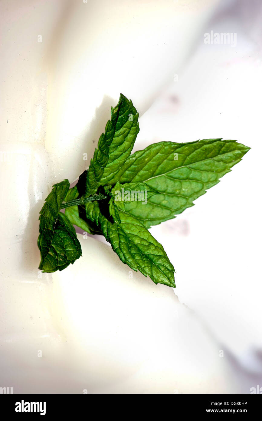 Mint leaves abstract background green four leaf sprig Stock Photo - Alamy