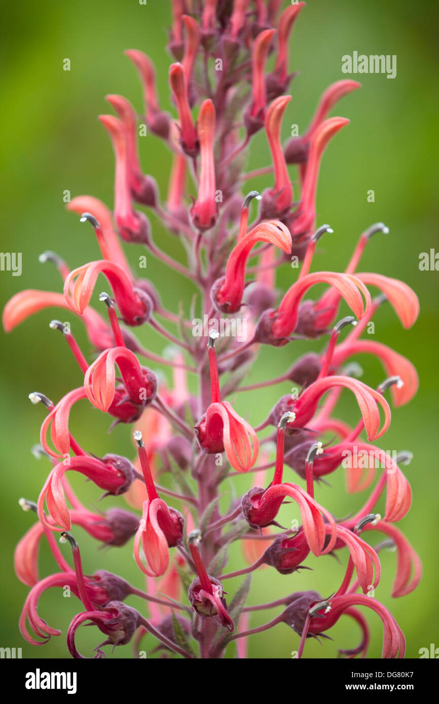 Lobelia orange flower hi-res stock photography and images - Alamy