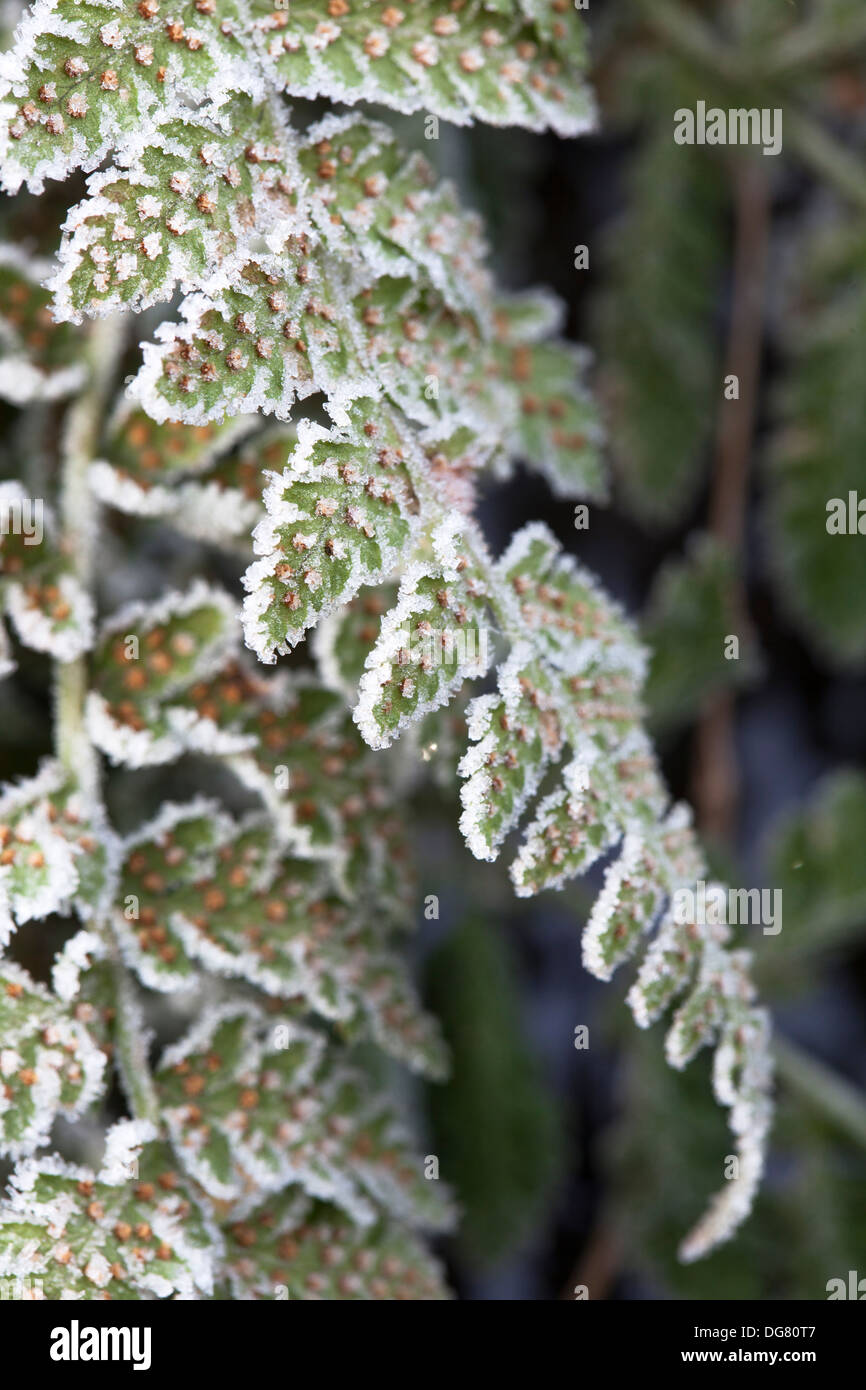 Close up of fern frond covered with hoar frost Stock Photo - Alamy