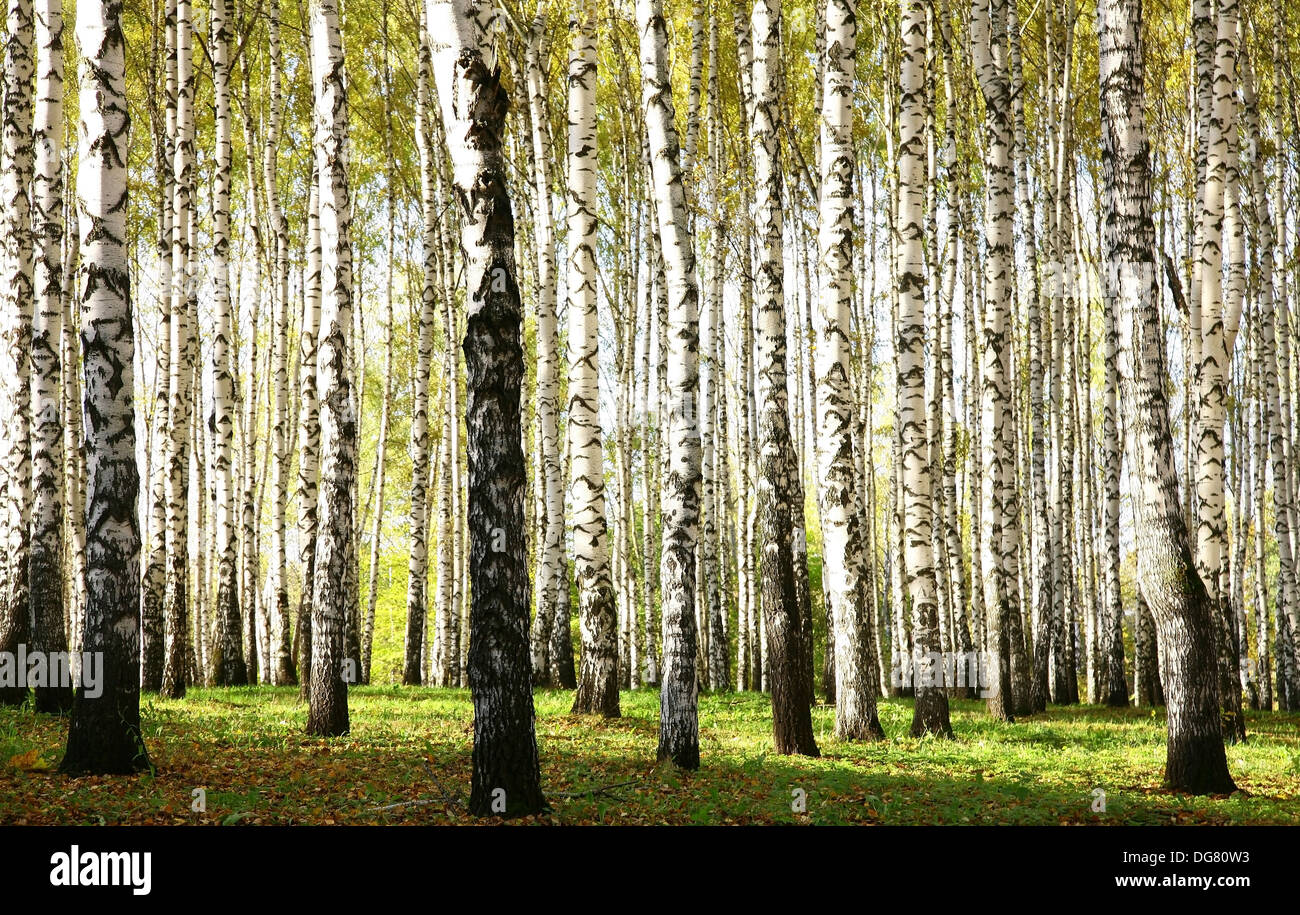 Sunlight in forest birch trees hi-res stock photography and images - Alamy