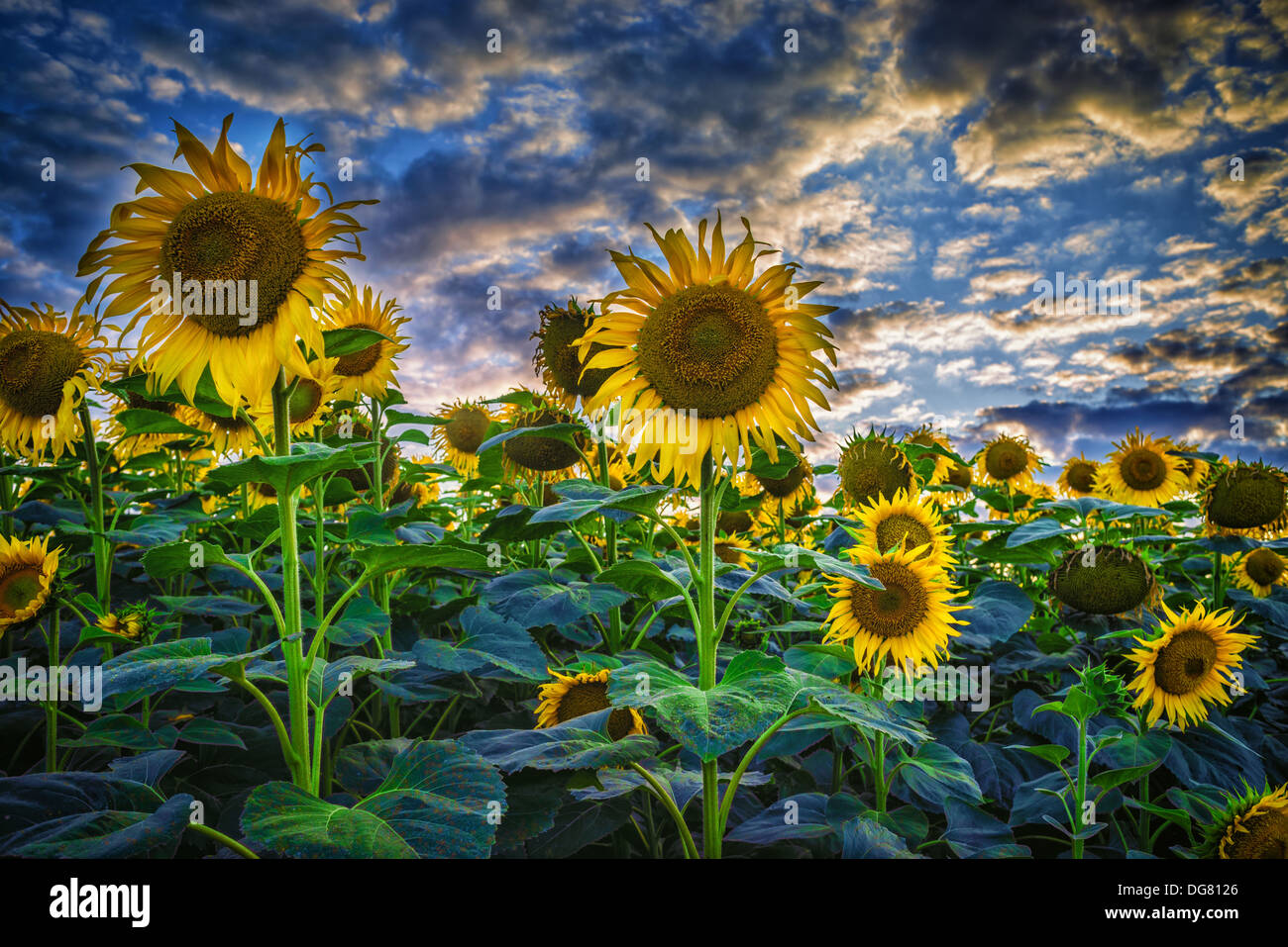 Sunflower daisy landscape yellow field hi-res stock photography and ...