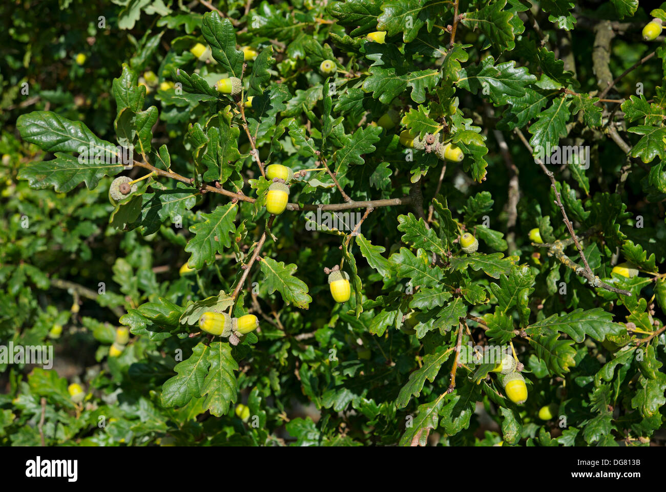 Acorns oak tree hi-res stock photography and images - Alamy