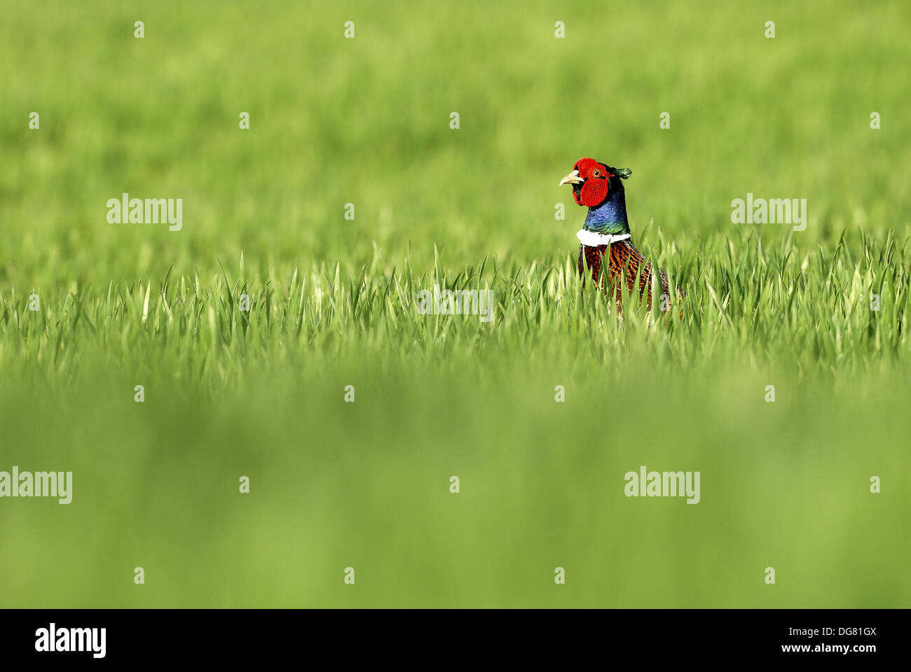 Male Pheasant (Phasianus colchicus) in field. Lorraine, France Stock ...