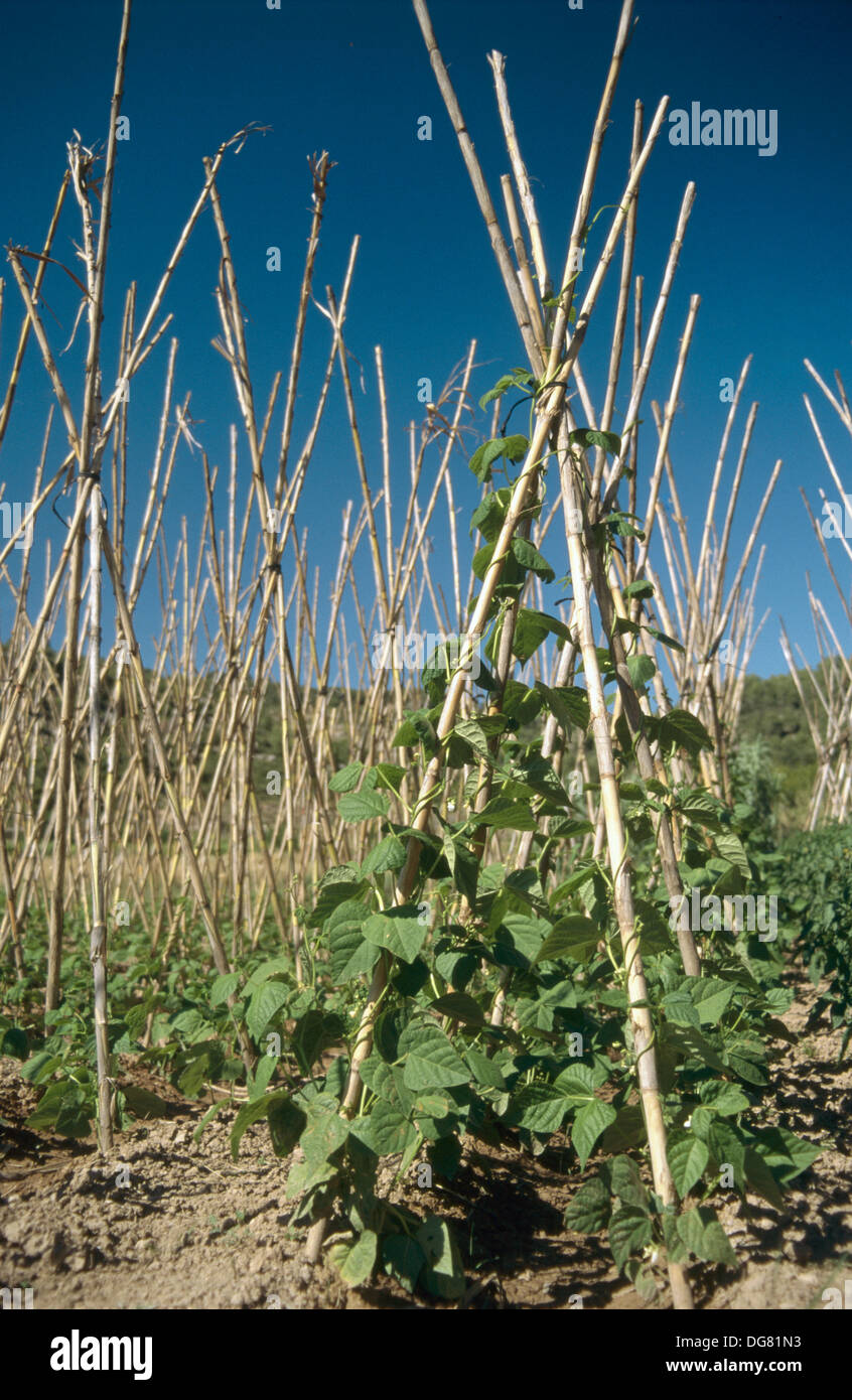 French bean plant harvesting hi-res stock photography and images - Alamy