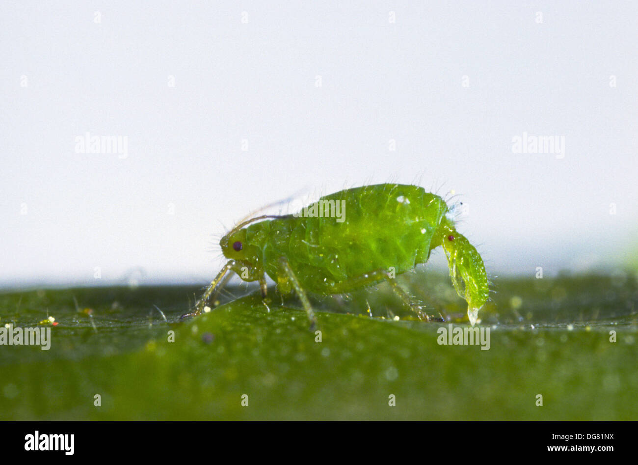 Female aphid giving birth hi-res stock photography and images - Alamy
