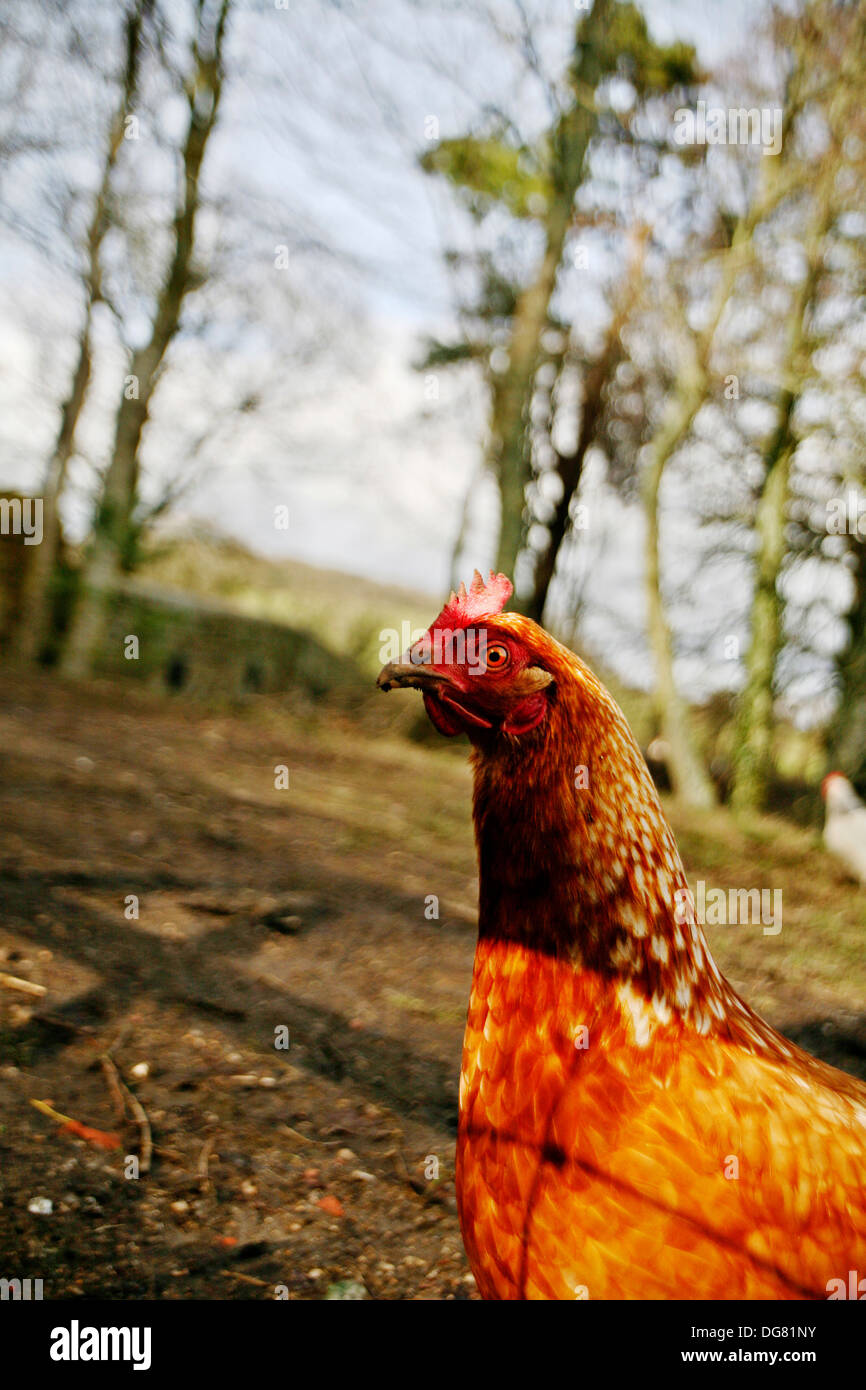Red chickens are derived directly from rhode island reds hi-res stock ...