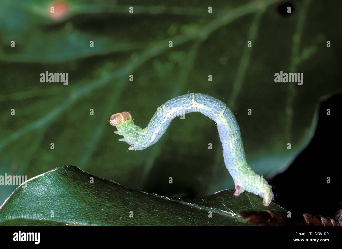 Geometridae family hi-res stock photography and images - Alamy