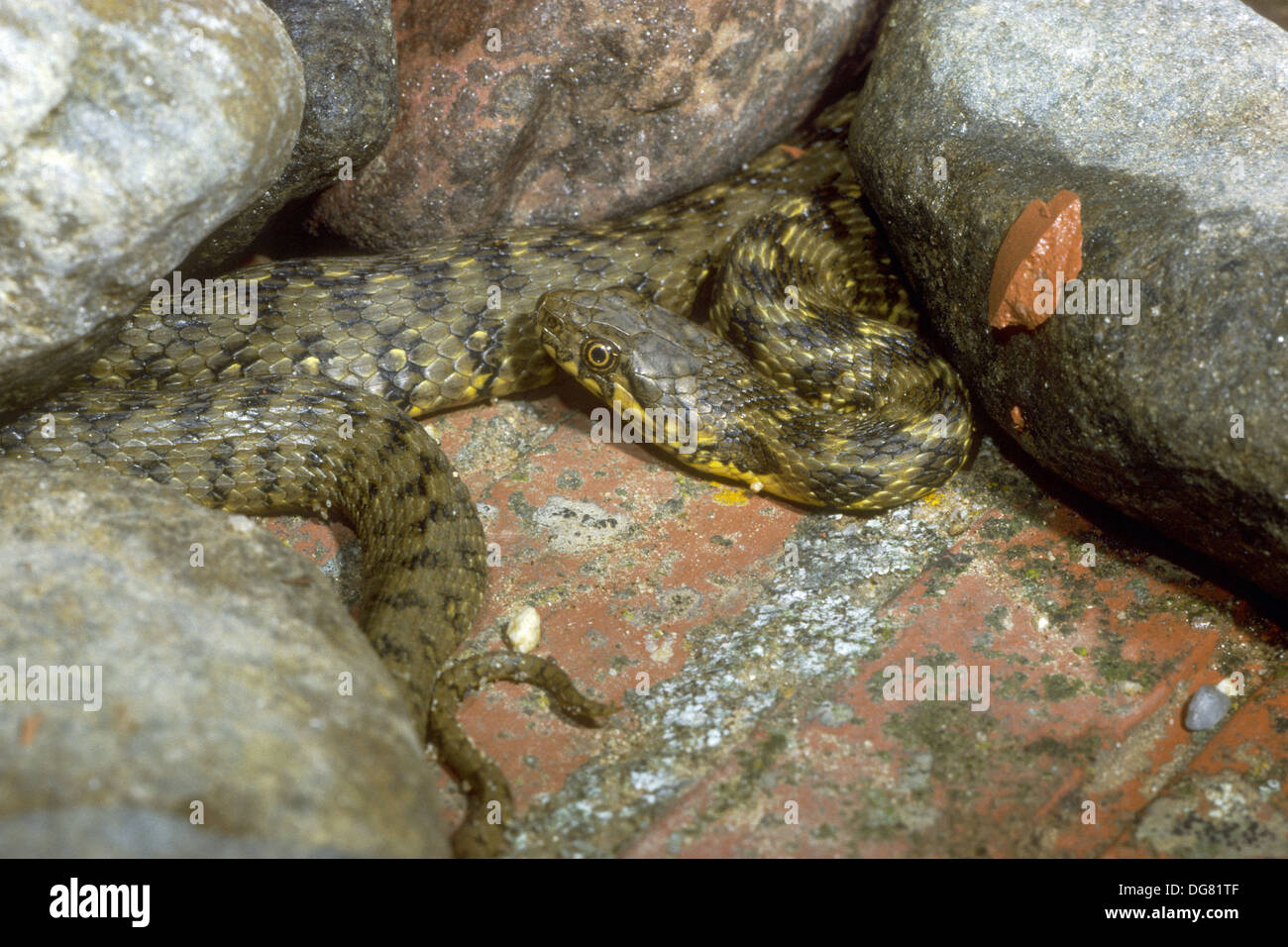 Rolled snake hi-res stock photography and images - Alamy