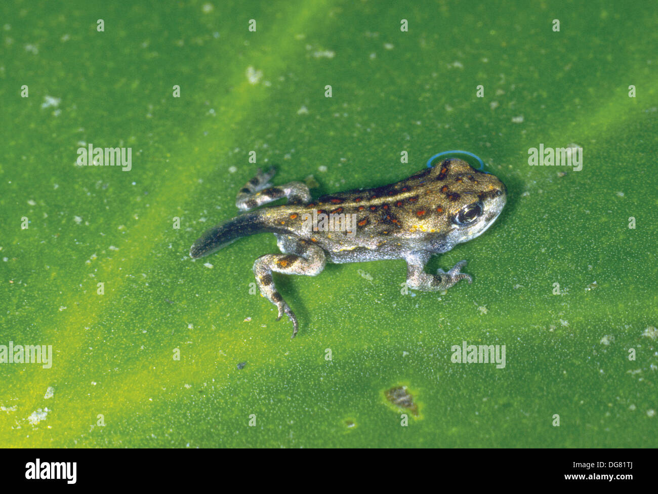Natterjack toad tadpole hi-res stock photography and images - Alamy
