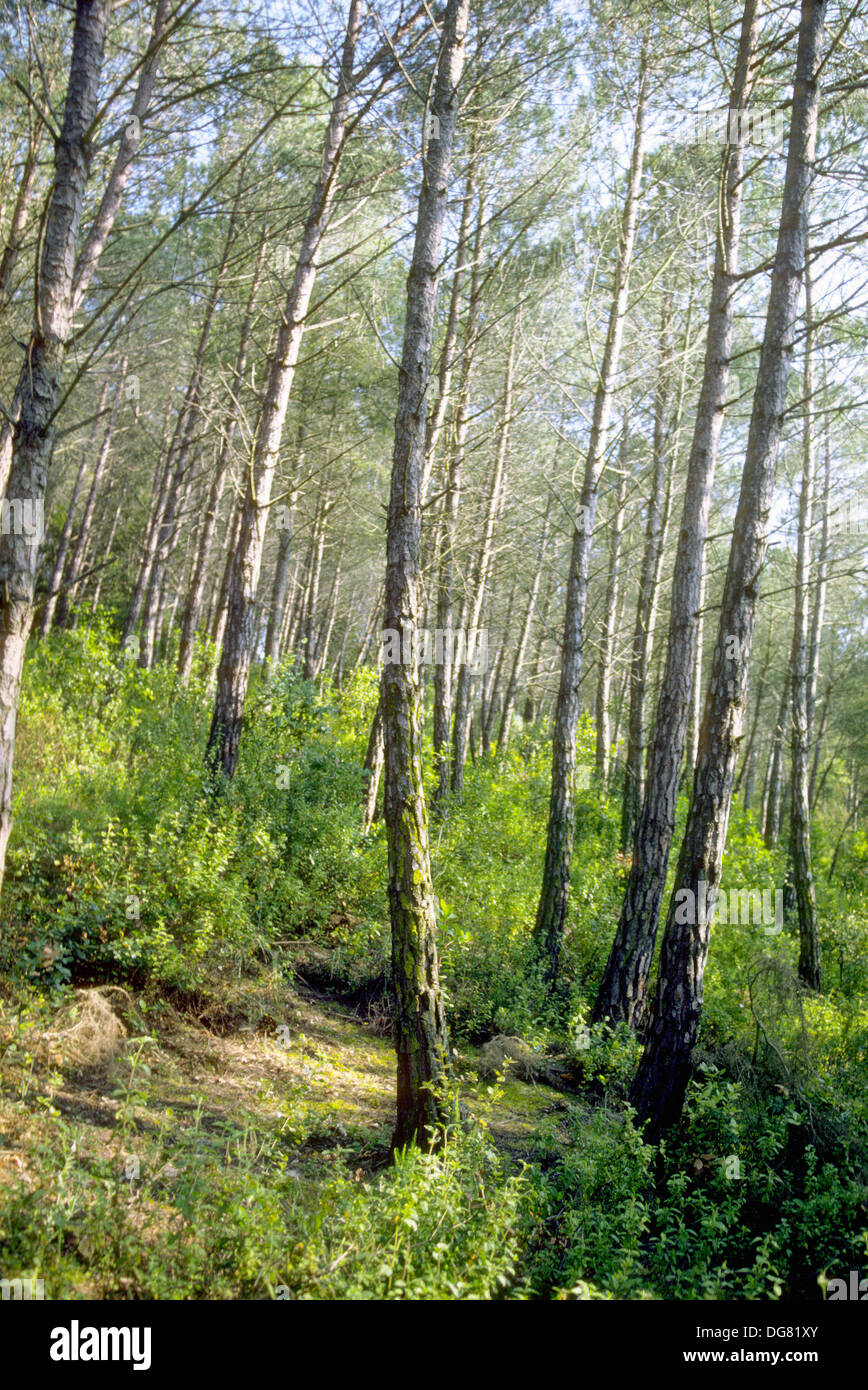 Stone Pines (Pinus pinea) Mediterranean forest, Montnegre mountains ...