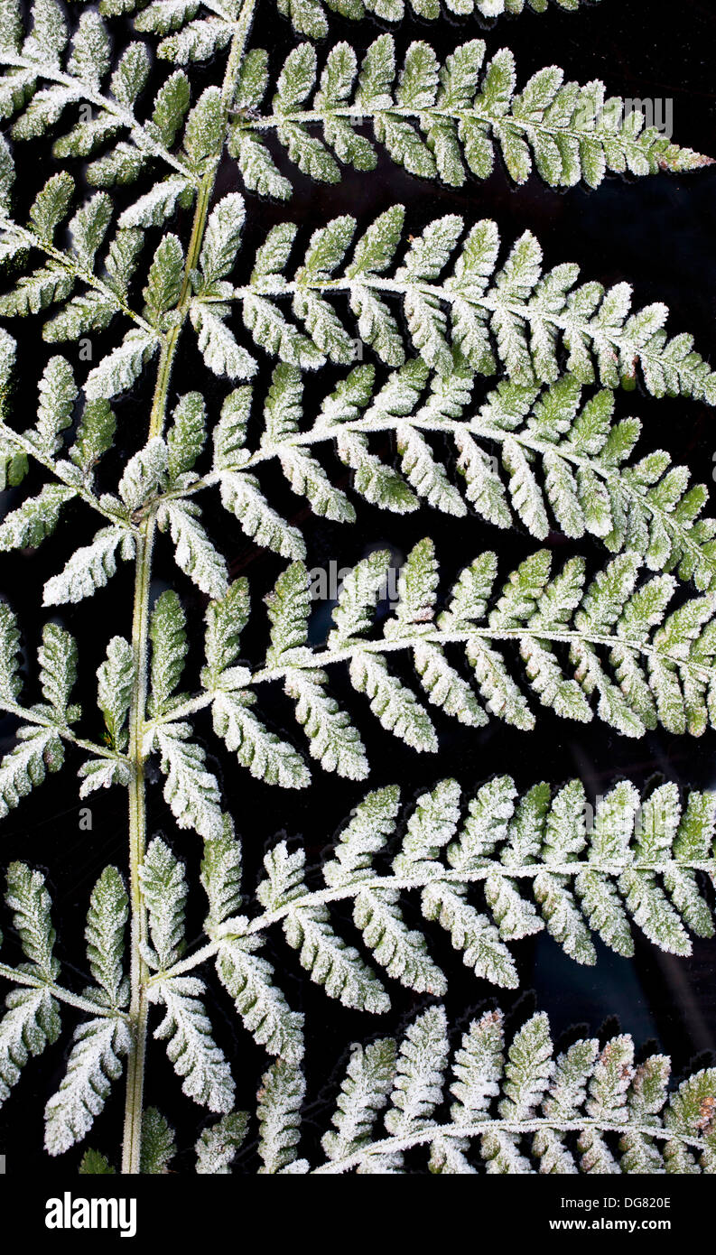 Bracken fern winter frost hi-res stock photography and images - Alamy