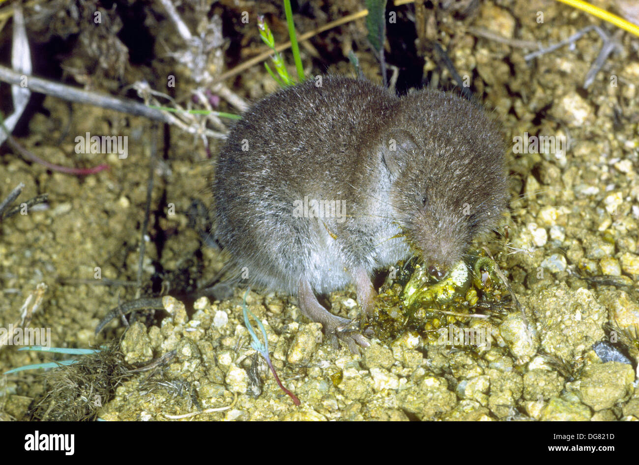 Image of shrew hi-res stock photography and images - Alamy