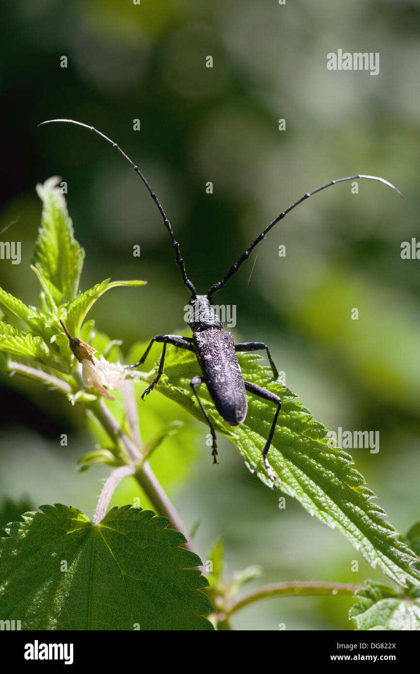 Cerambycidae Face