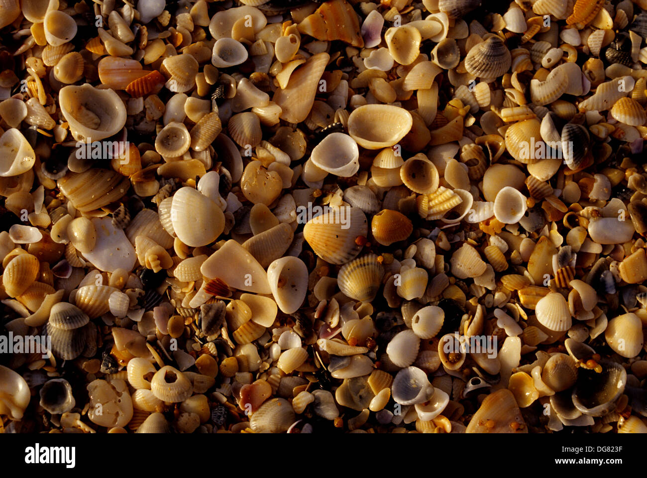 Small seashells form a pattern on the beach at Port Aransas Texas Stock ...