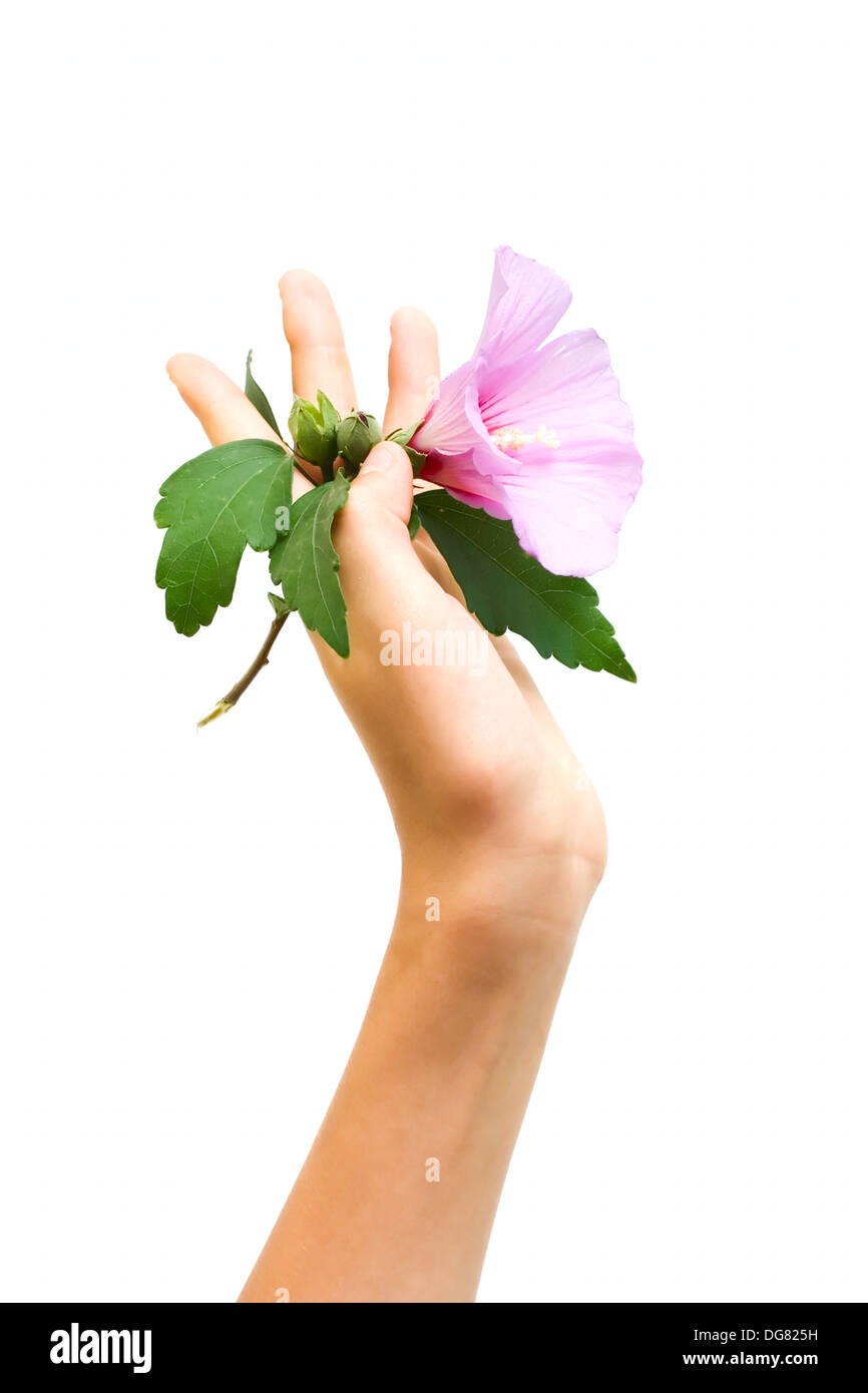 Flower in human hand isolated on white Stock Photo - Alamy