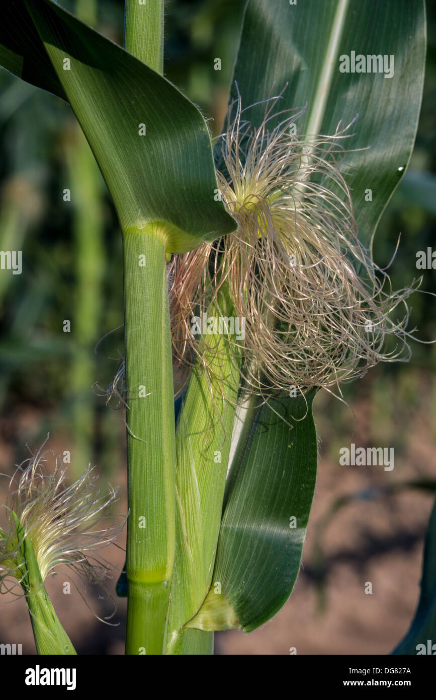 Energy corn hi-res stock photography and images - Alamy