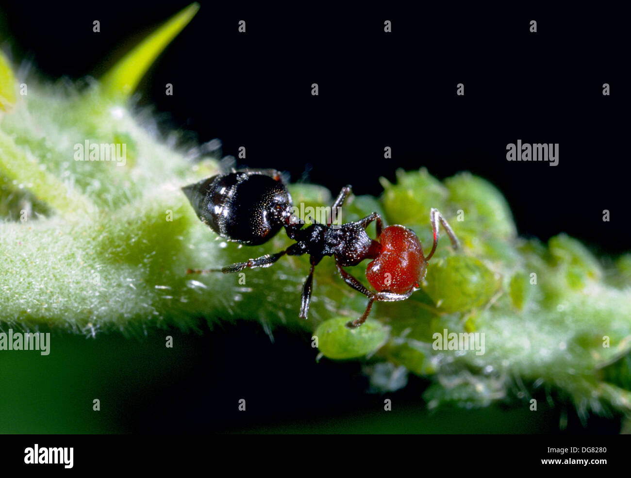 Ants crematogaster scutellaris hi-res stock photography and images - Alamy