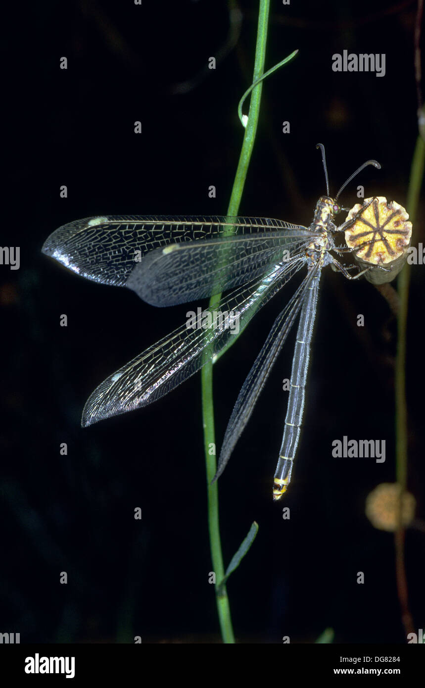 Ant Lion Myrmeleon Formicarius High Resolution Stock Photography and ...