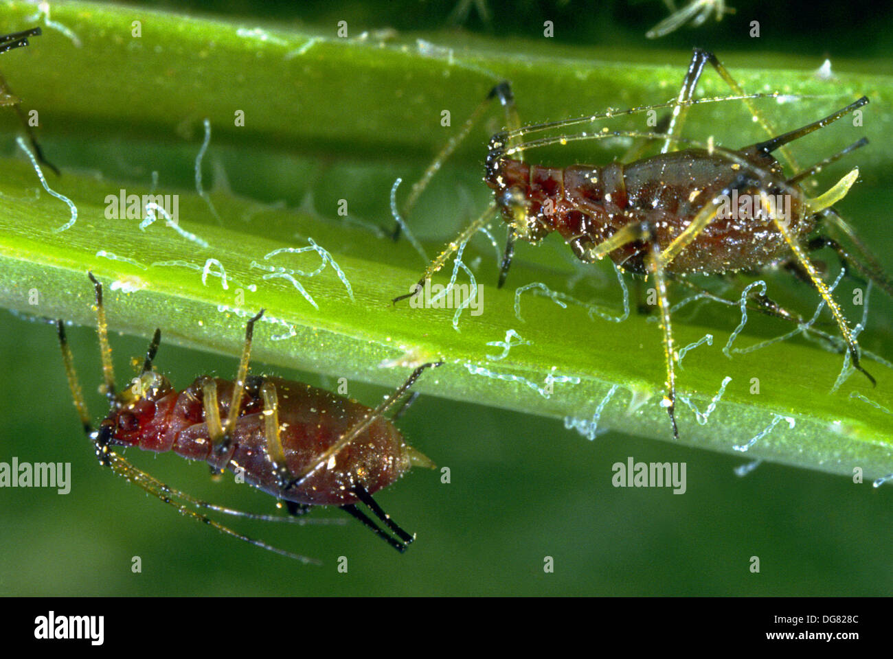 Family aphididae hi-res stock photography and images - Alamy