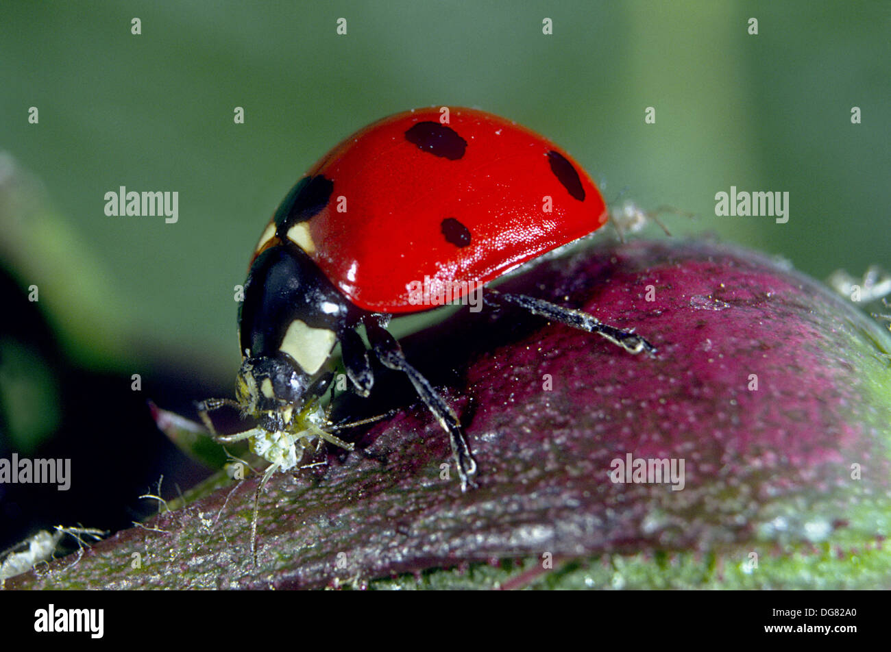 Seven spot ladybird eating aphid hi-res stock photography and images ...