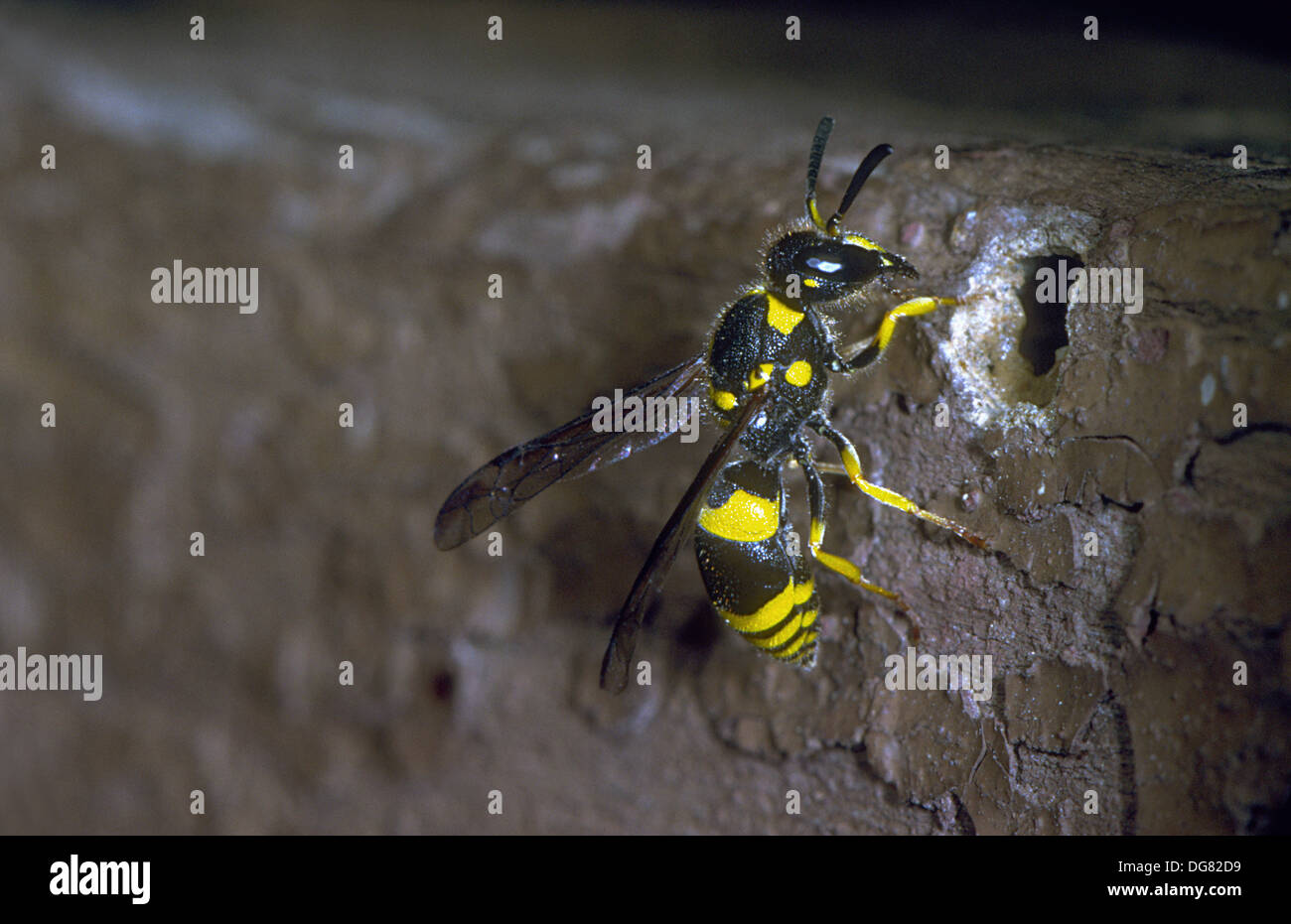 Mason wasp nest hi-res stock photography and images - Alamy