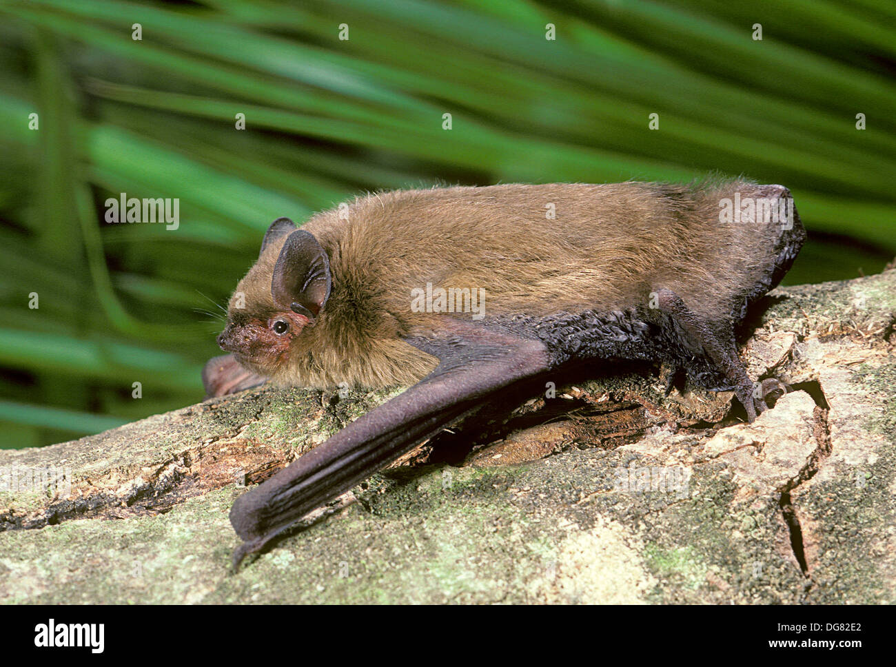 Pipistrelle bat close up hi-res stock photography and images - Alamy