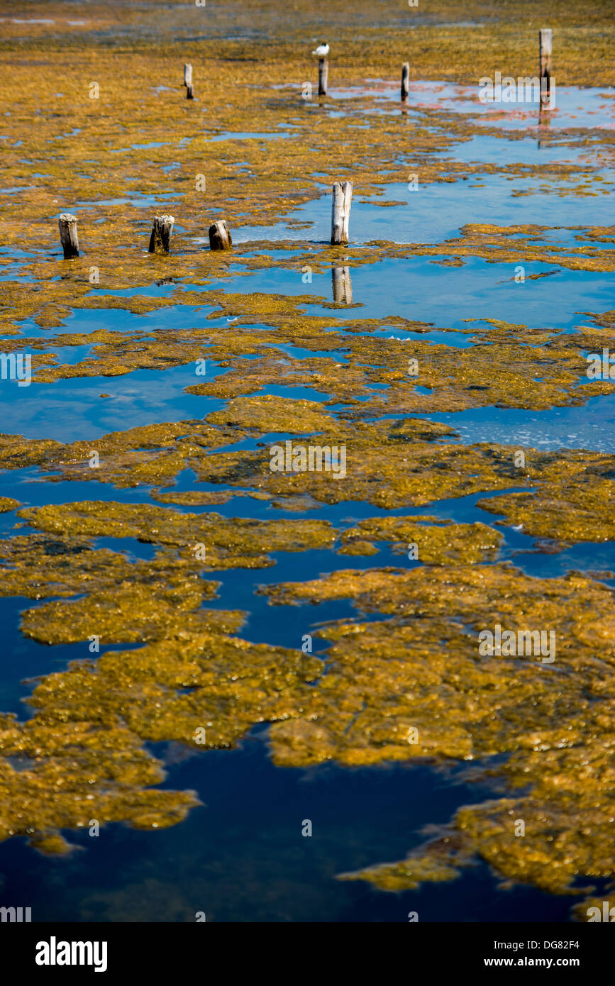 lake vertical with bird Stock Photo - Alamy