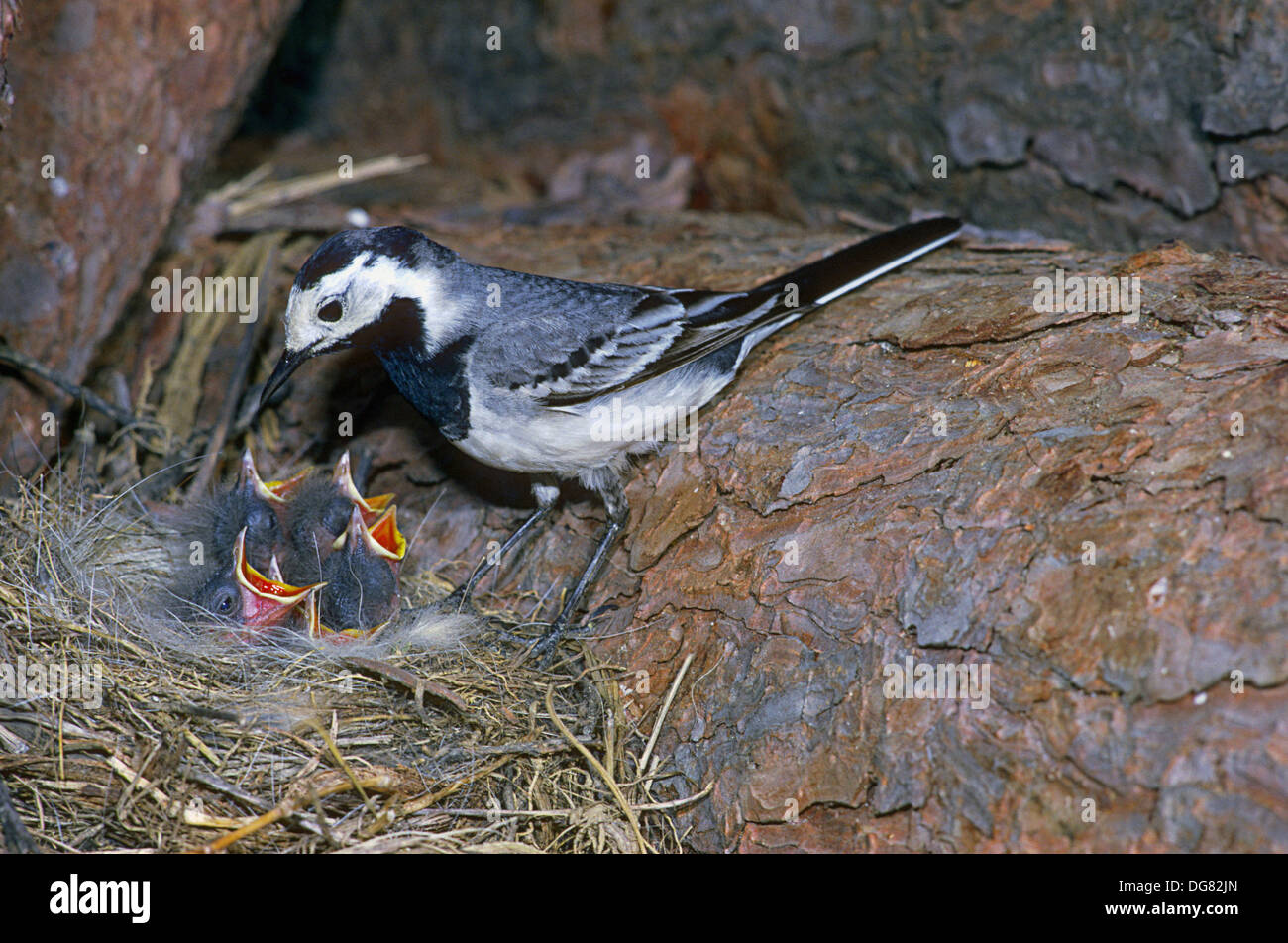 Baby white wagtail hi-res stock photography and images - Alamy