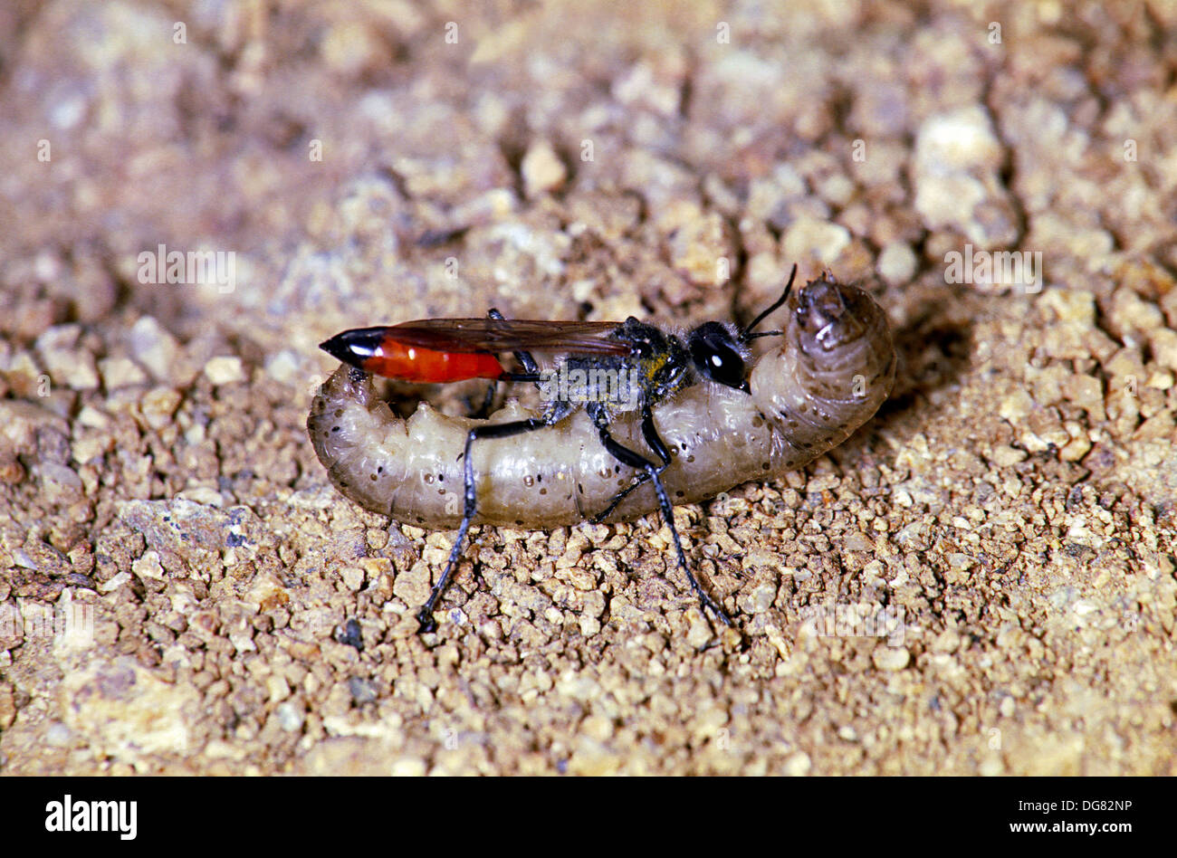 Wasp Larvas Stock Photos & Wasp Larvas Stock Images - Alamy