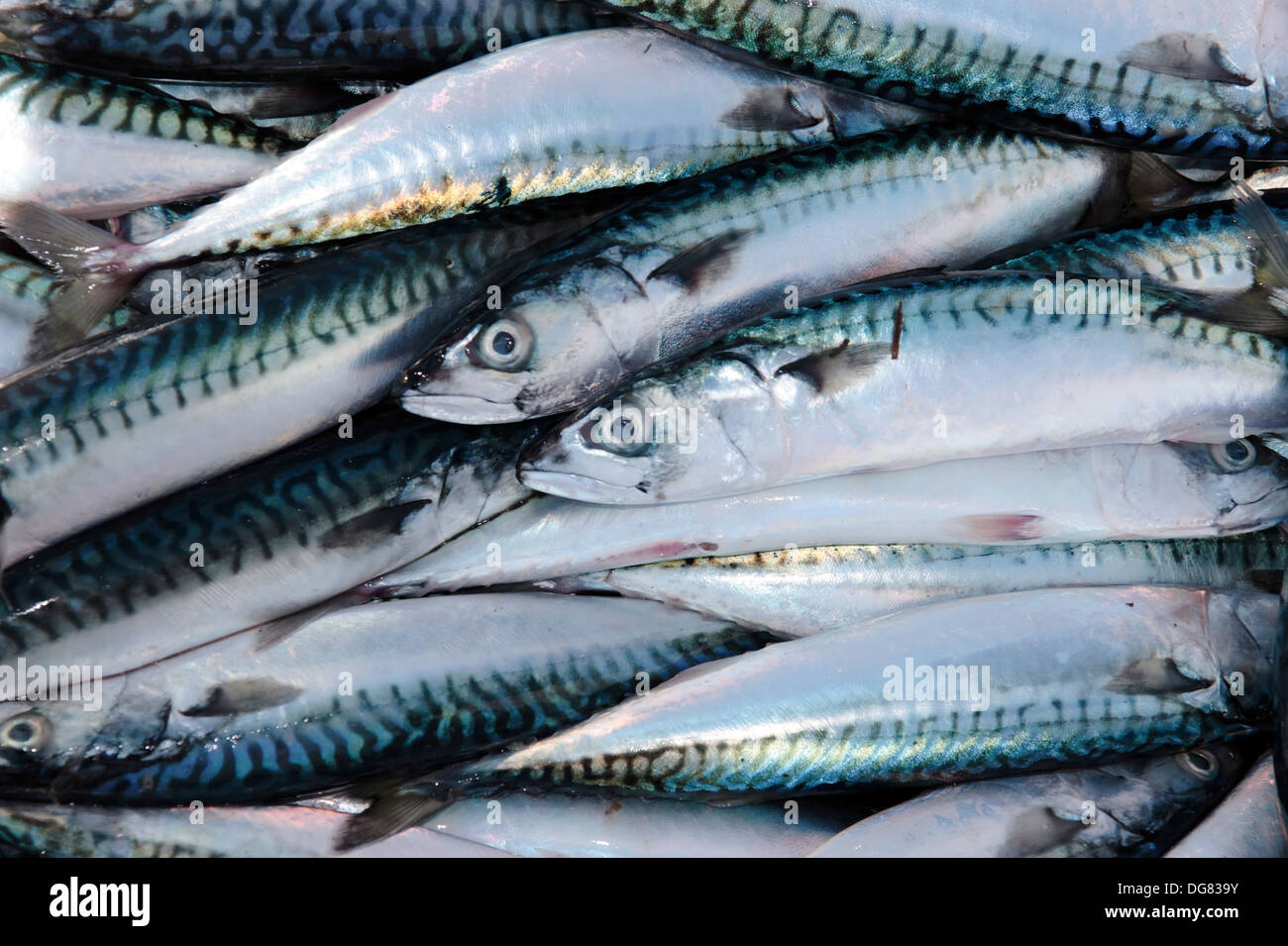 a fisherman's catch of mackerel in box of ice Stock Photo - Alamy