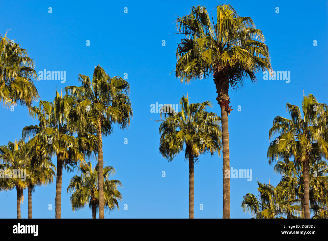 Tall plants hi-res stock photography and images - Alamy