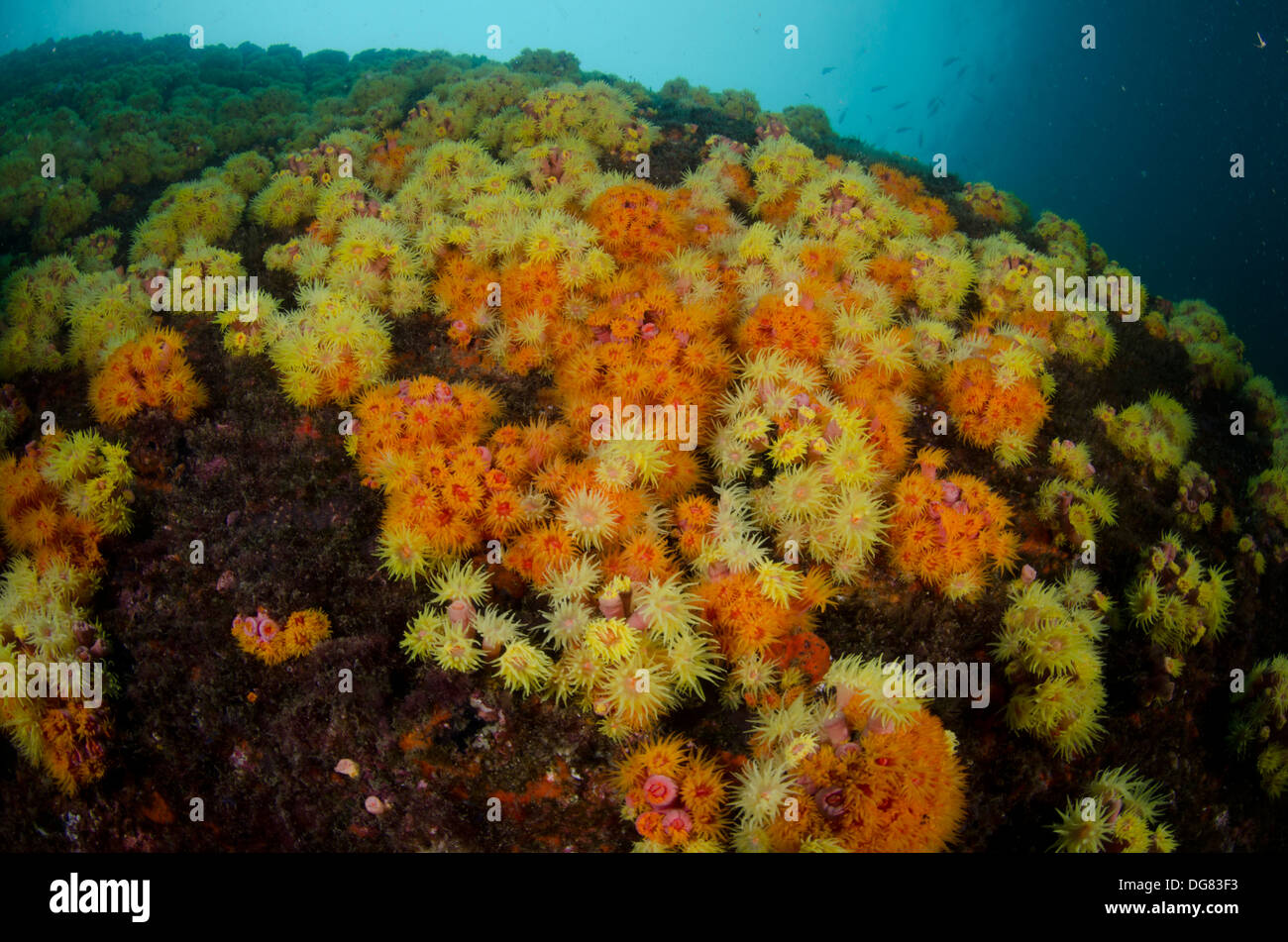 mixed colonies of sun coral species tubastrea coccinea and tubastrea ...