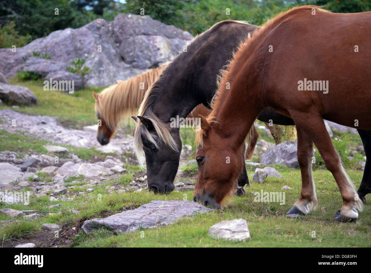Appalachian mountains illustration hi-res stock photography and images ...
