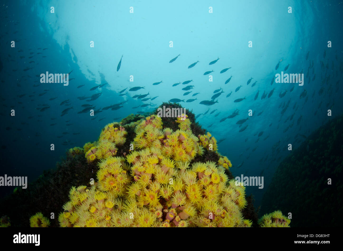 Tubastrea tagusensis sun coral at Buzios Island, Ilhabela, north shore ...